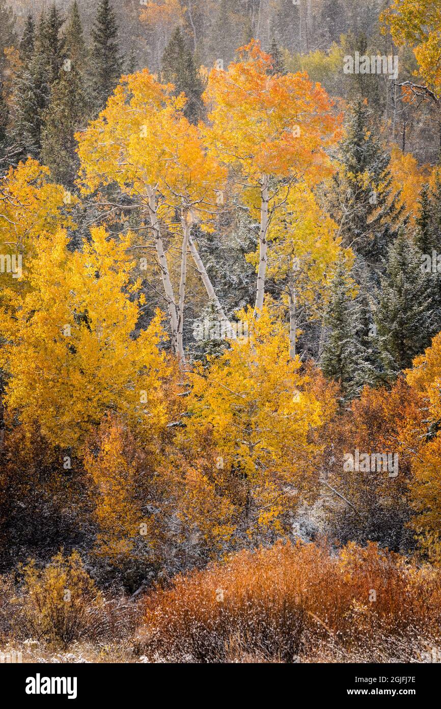 Autumn aspen gold colors and early snowfall, Grand Teton National Park ...