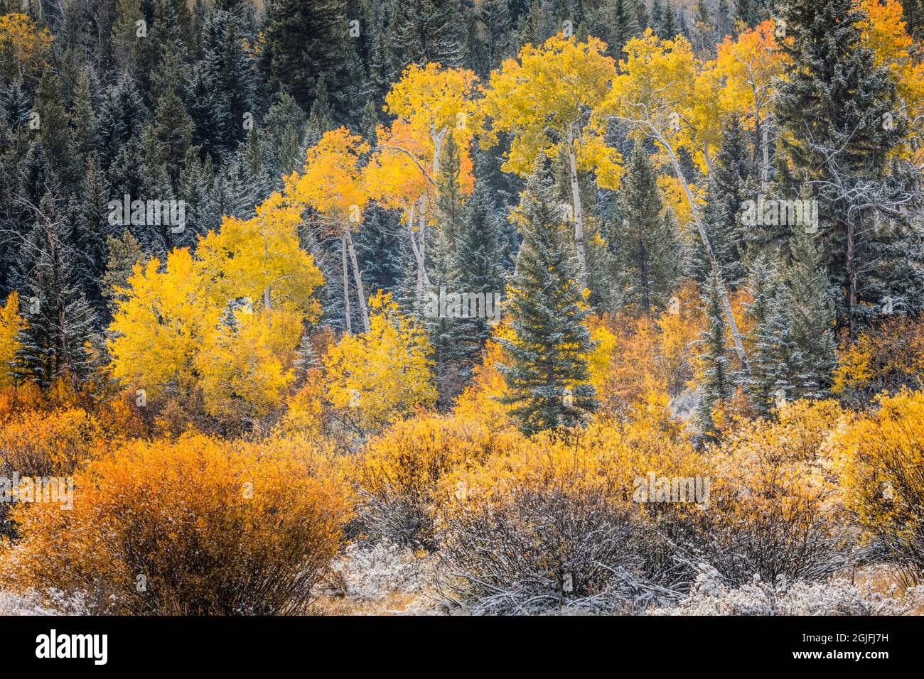 Autumn aspen gold colors and early snowfall, Grand Teton National Park ...