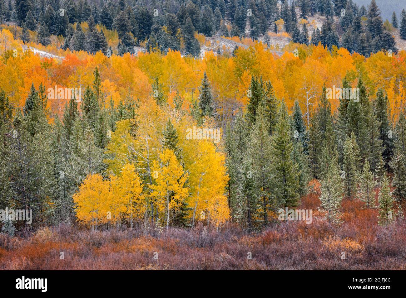 Autumn aspen gold colors and early snowfall, Grand Teton National Park ...