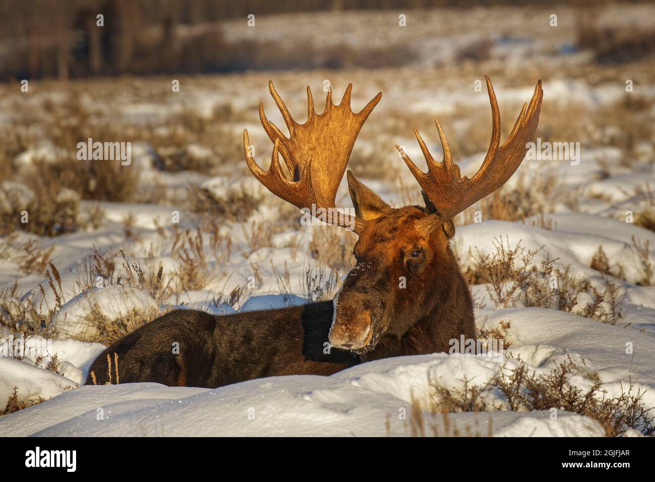 Moose lying down hi-res stock photography and images - Alamy