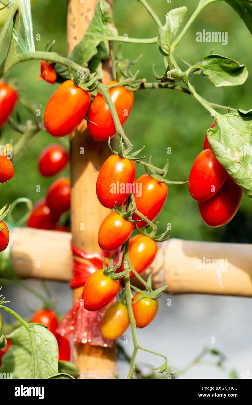 Tomato tree hi-res stock photography and images - Alamy