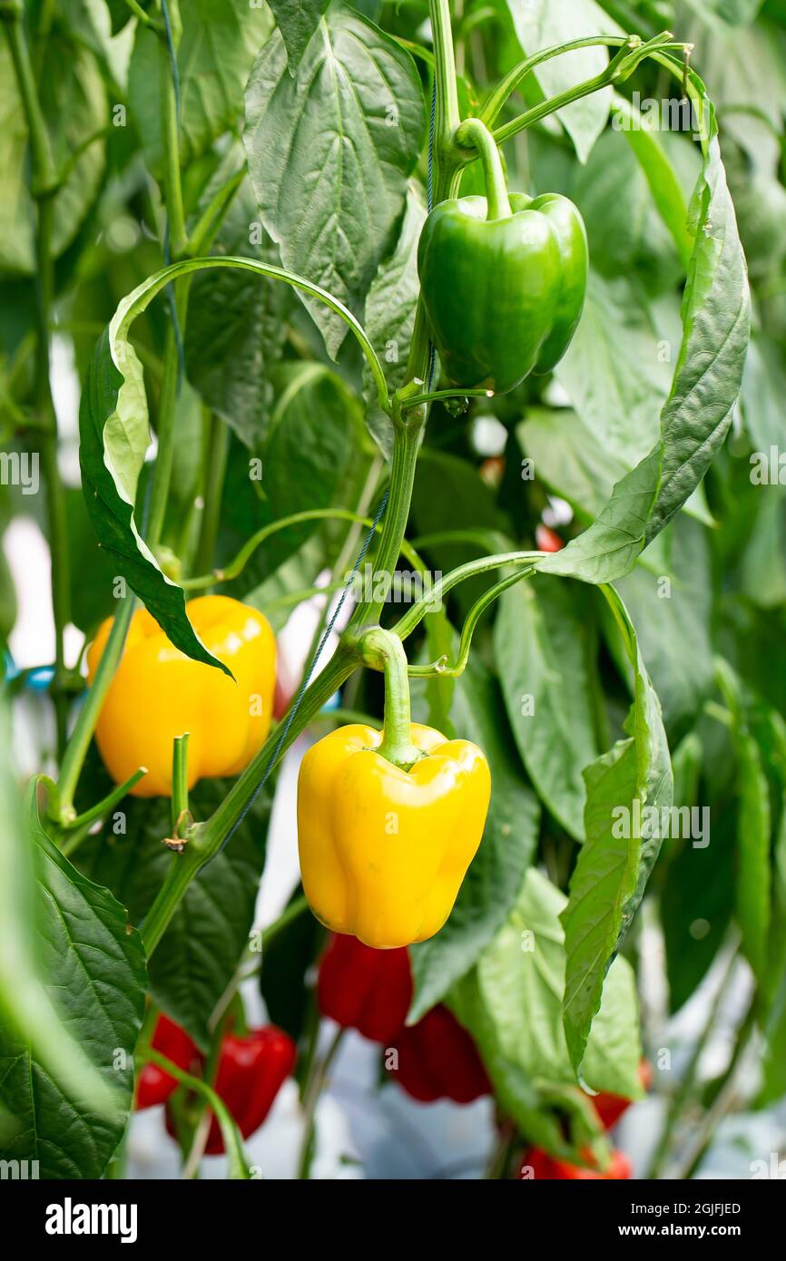 Yellow bell peppers hanging on tree in the agricultural farm Stock ...