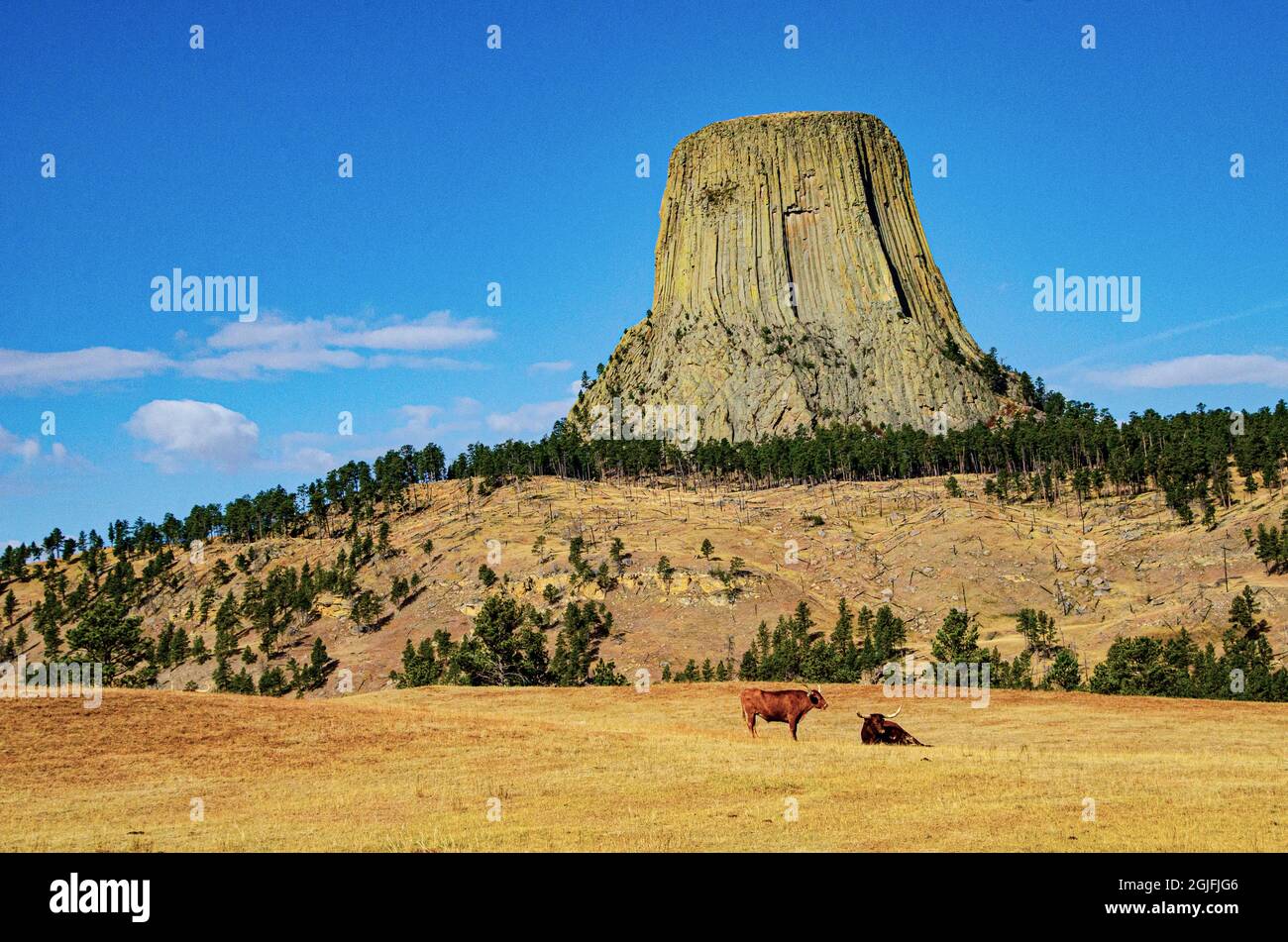 USA, Wyoming, Sundance, Devil's Tower National Monument and grazing ...