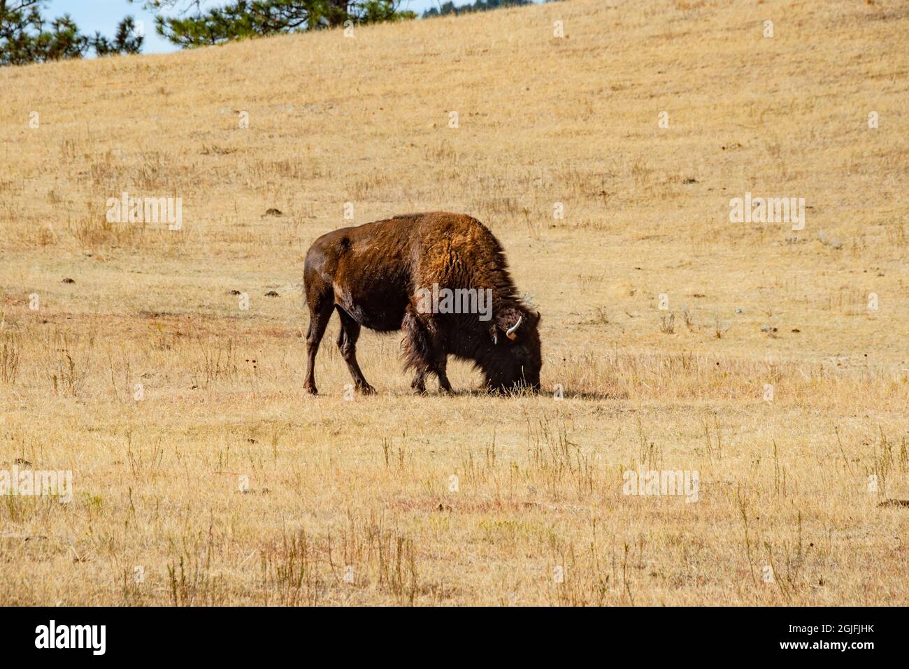 USA, Wyoming, Sundance, Devil's Tower National Monument, bison grazing ...