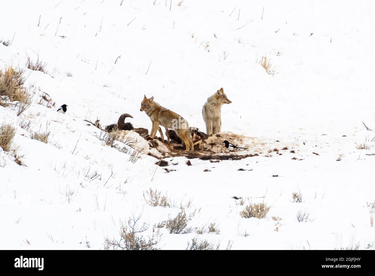 USA, Wyoming, Yellowstone National Park. Coyotes with bison kill ...