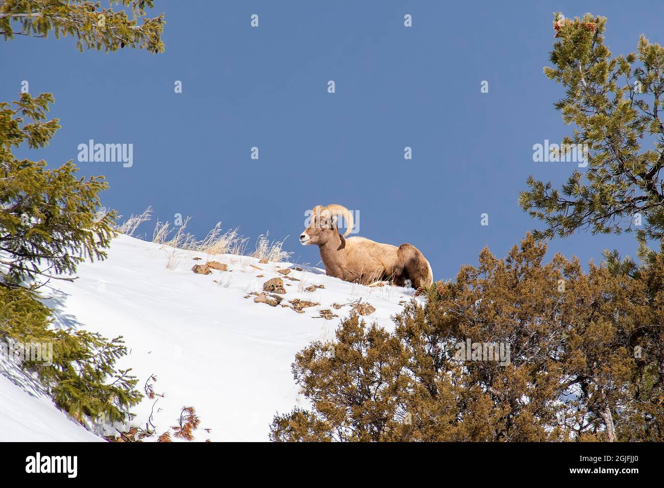 USA, Wyoming, Yellowstone National Park. Bighorn sheep on crest of hill ...