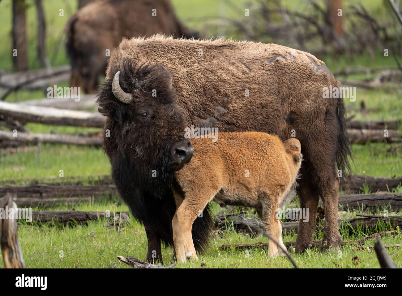 USA, Wyoming, Yellowstone National Park. Cow bison nursing her new calf ...