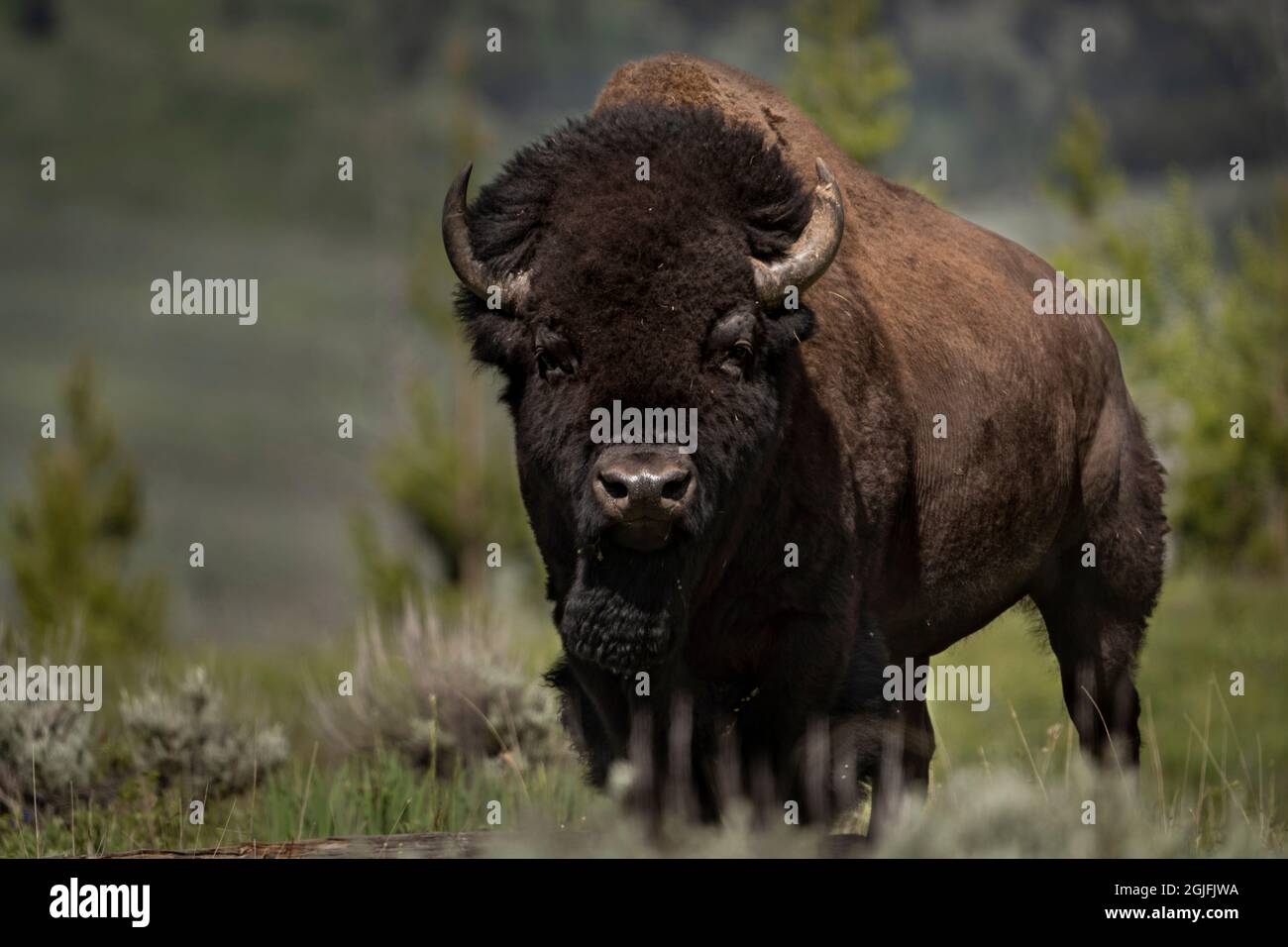 Bison bull hi-res stock photography and images - Alamy