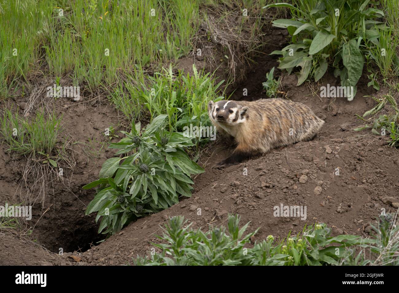 American badger den hi-res stock photography and images - Alamy