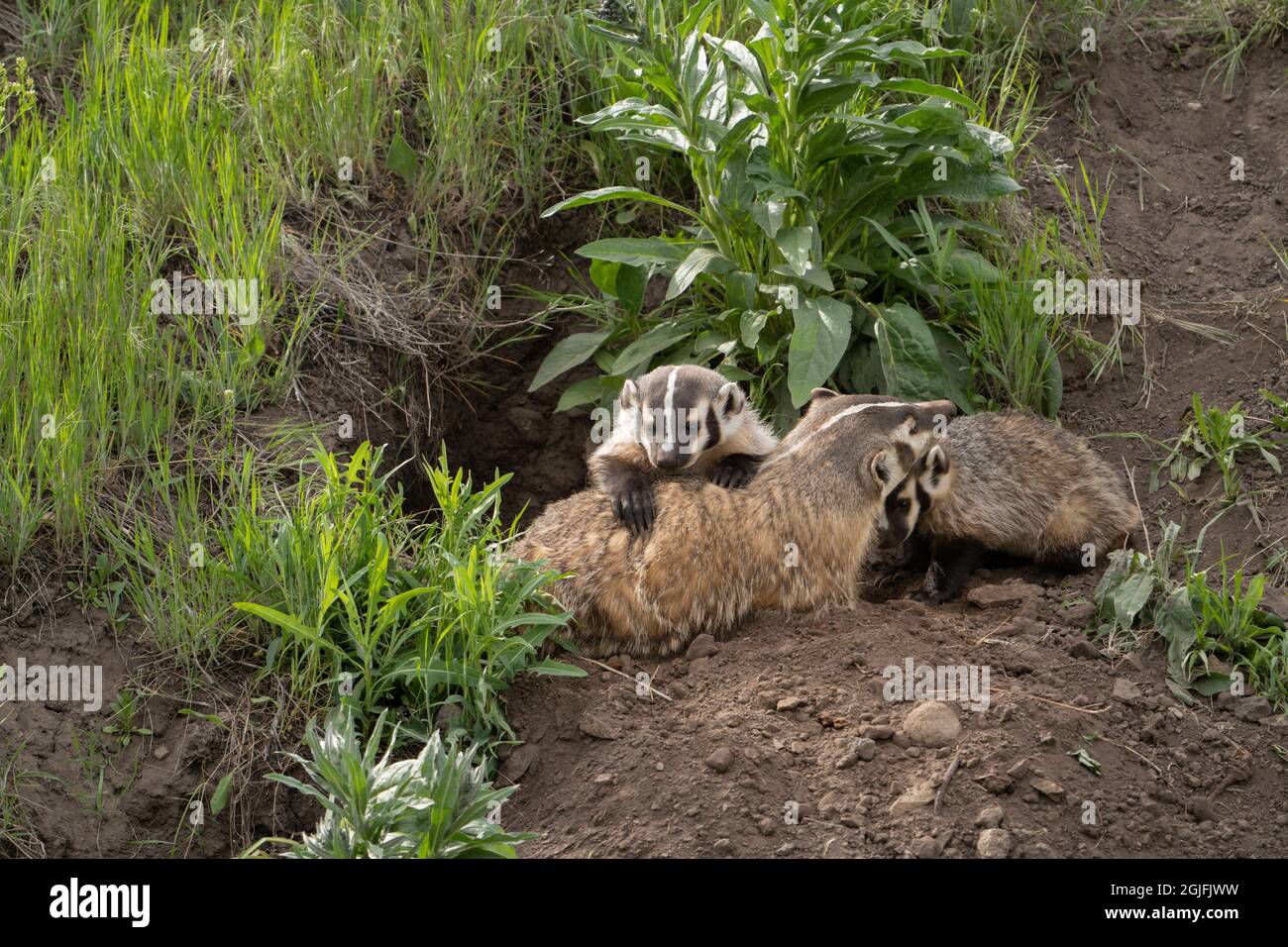 American badger den hi-res stock photography and images - Alamy
