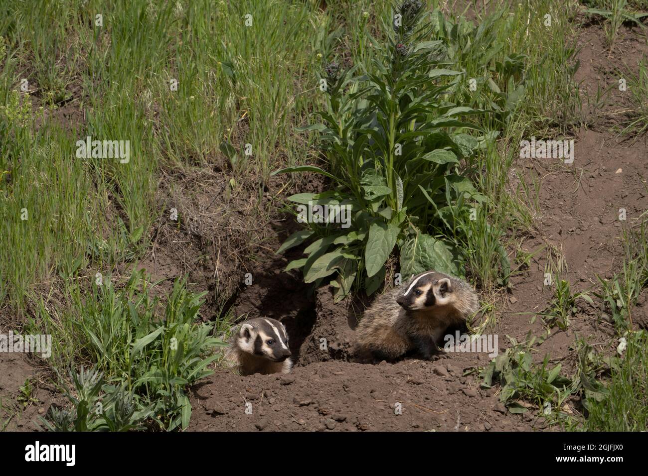 American badger den hi-res stock photography and images - Alamy