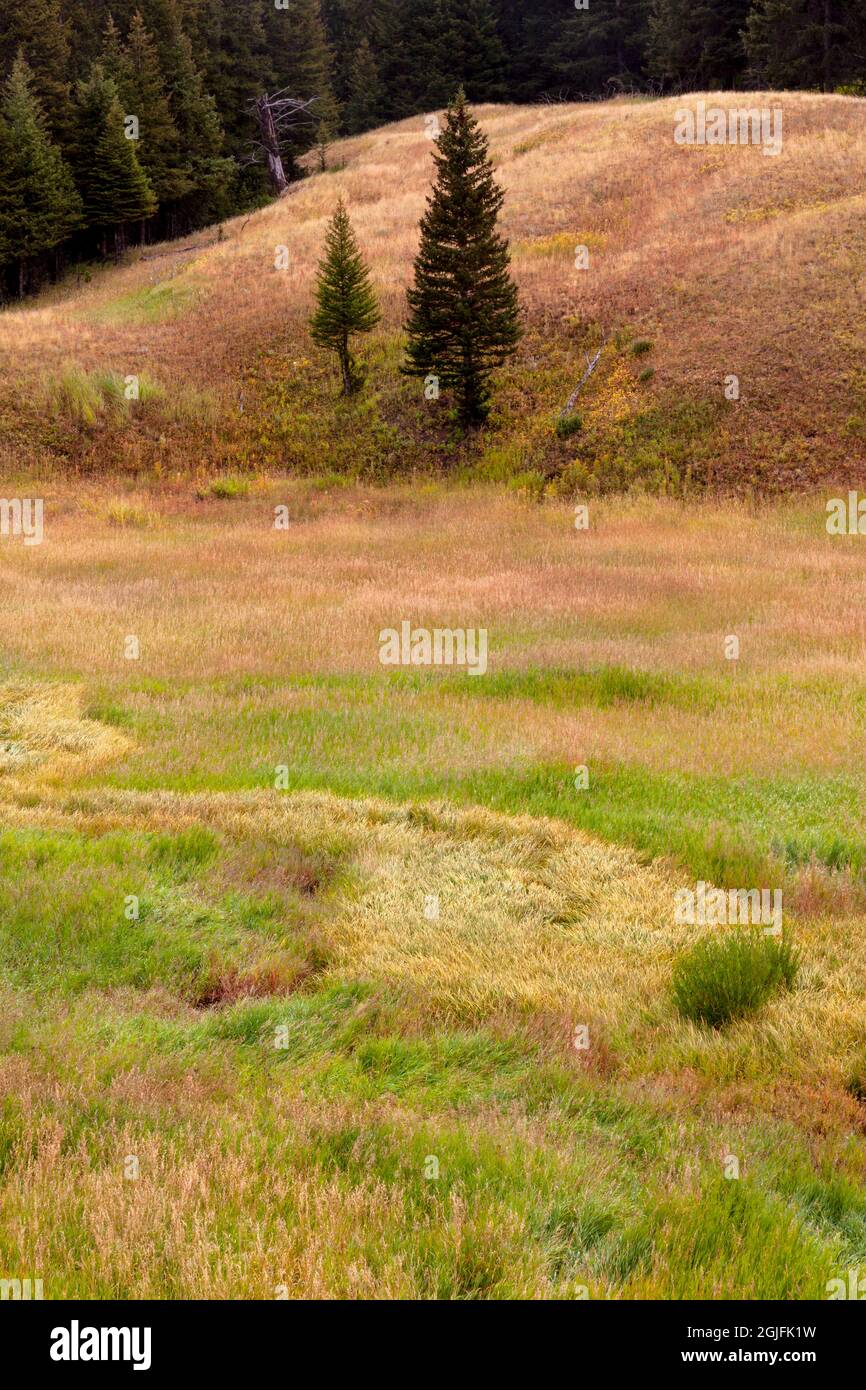 Yellowstone National Park, grass covered stream runs through Phantom ...