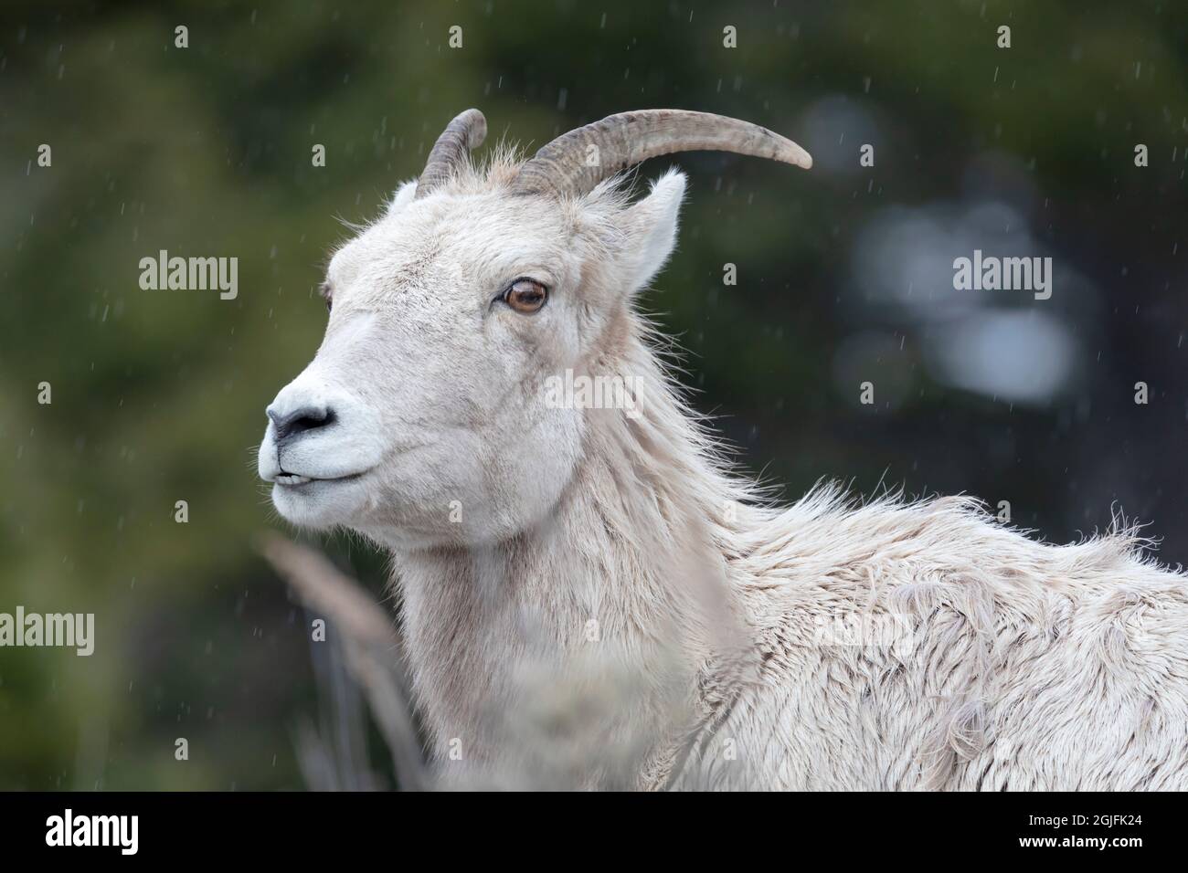 Yellowstone National Park, female bighorn sheep Stock Photo - Alamy