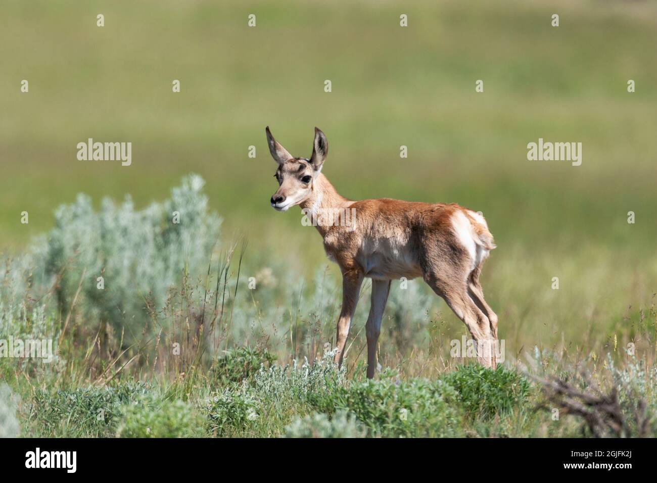 Baby Pronghorn