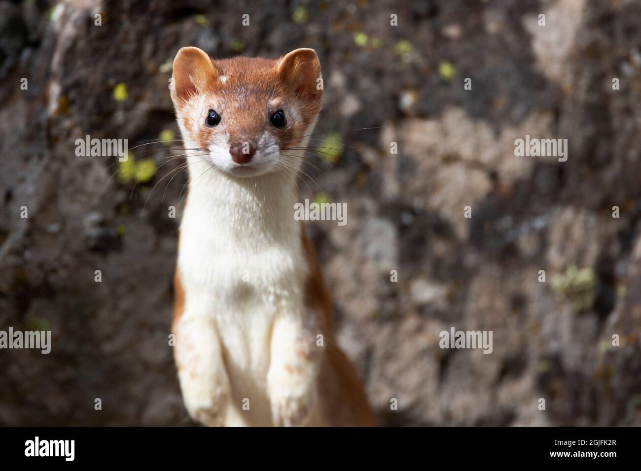 Yellowstone National Park. Portrait of a long-tailed weasel Stock Photo ...