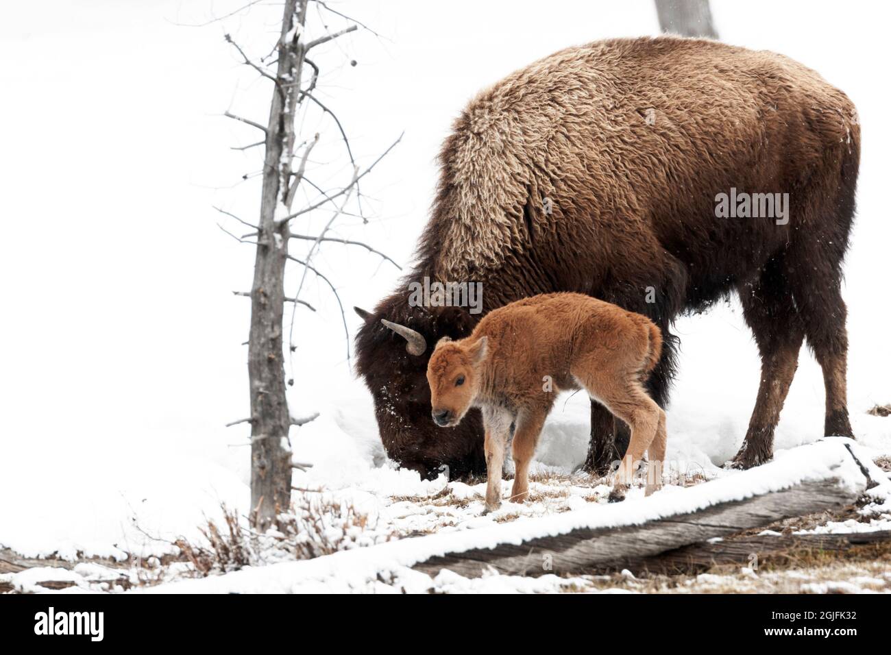 Yellowstone National Park. A female American bison feeds while her new ...
