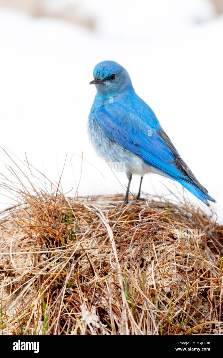 Yellowstone National Park. A bluebird spends time in the dead grasses ...