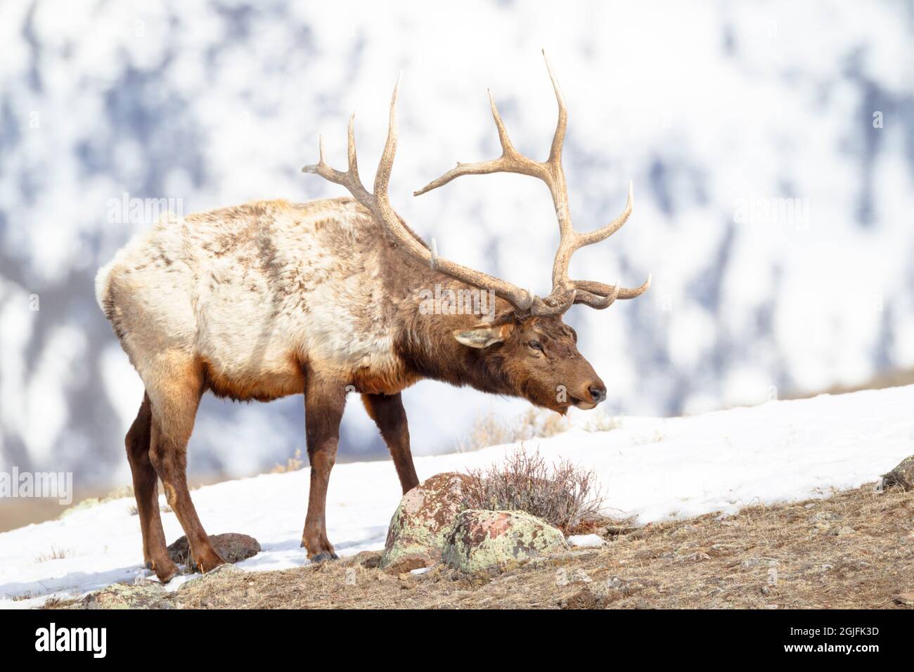 Yellowstone National Park. Portrait of a bull elk with massive antlers ...