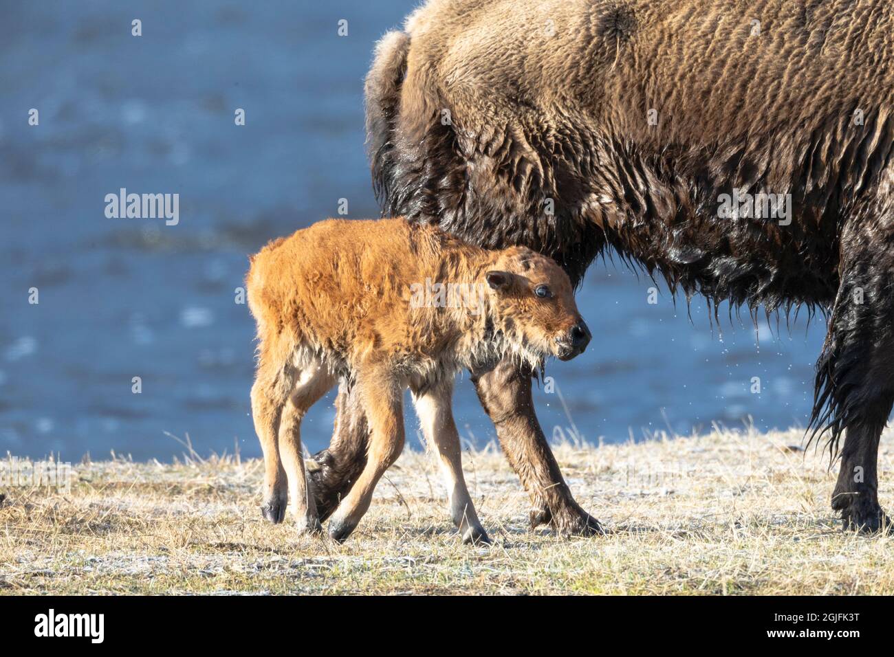 Yellowstone National Park. Newborn American bison calf is wet and cold ...