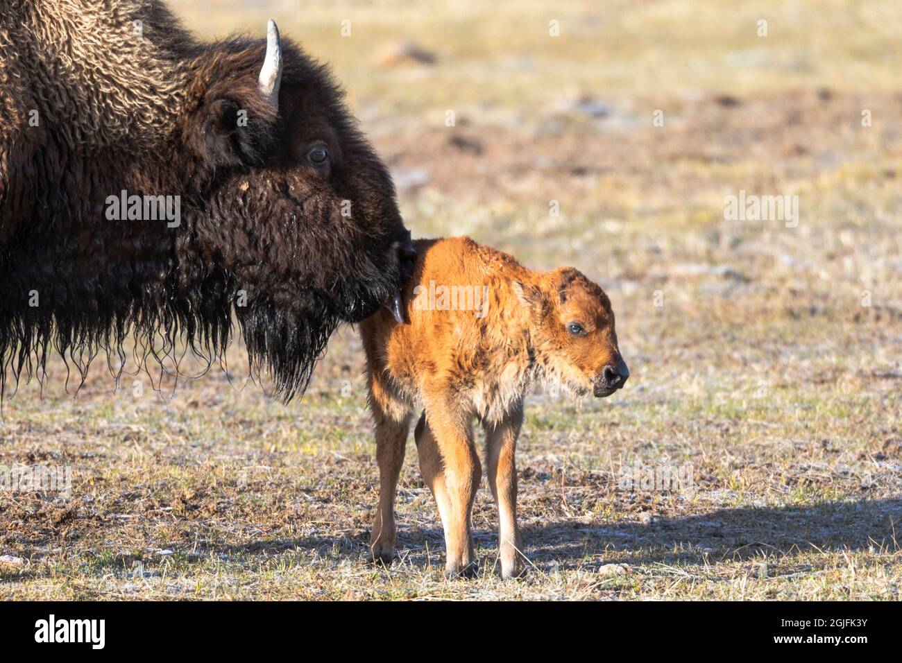 Yellowstone National Park. Newborn American bison calf is wet and cold ...