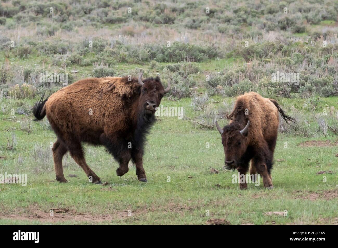 Yellowstone National Park. Two young American bison play-fighting Stock ...