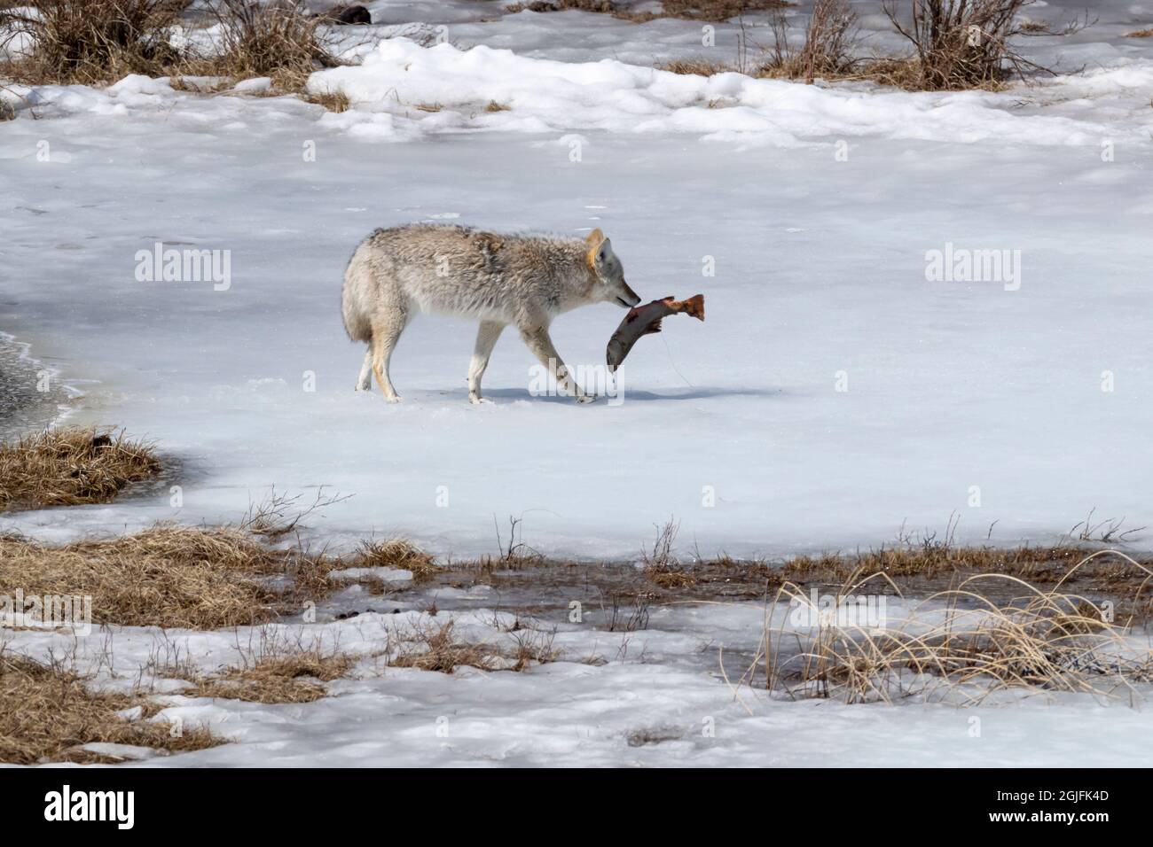 Yellowstone National Park. A coyote finds a dead fish Stock Photo - Alamy