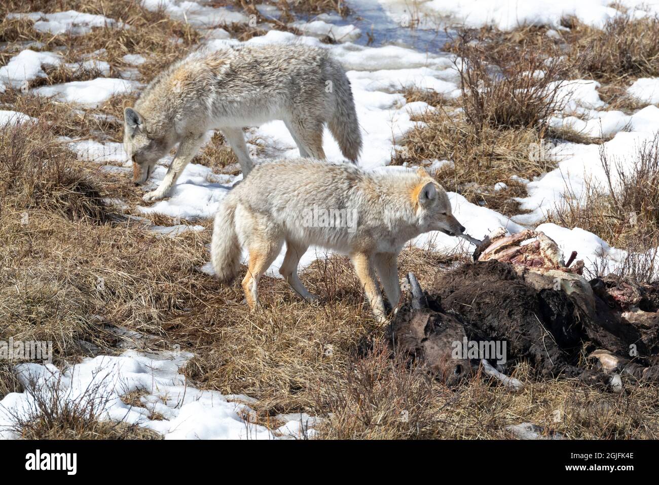 Yellowstone National Park. Two coyotes eat from a bison carcass Stock ...