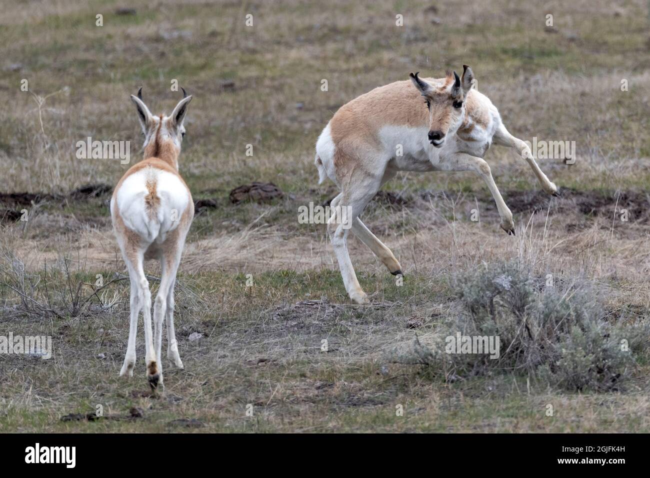 Pronghorn antelope behavior hi-res stock photography and images - Alamy