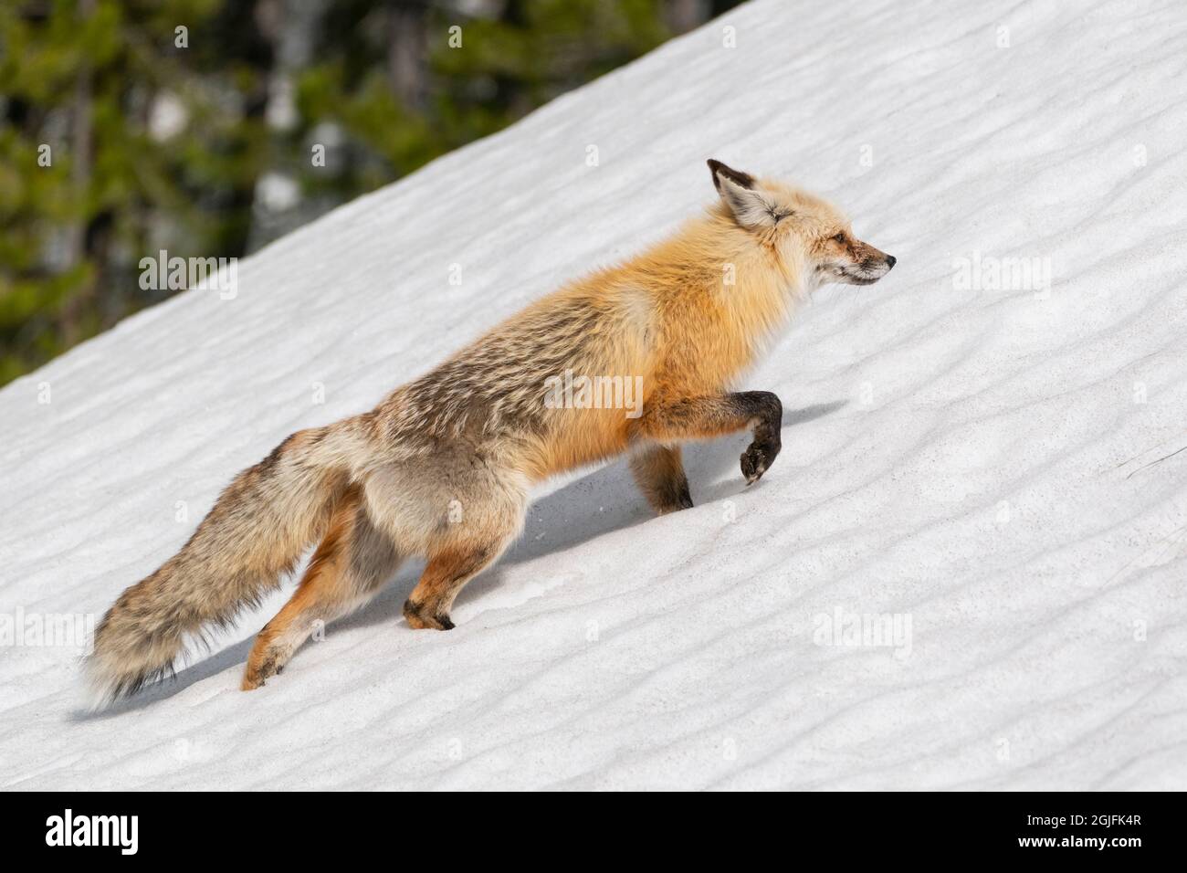 Yellowstone National Park. A red fox in its spring coat, walks through ...