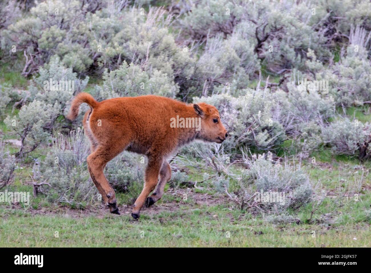 Yellowstone National Park. An American bison calf frolics to strengthen ...