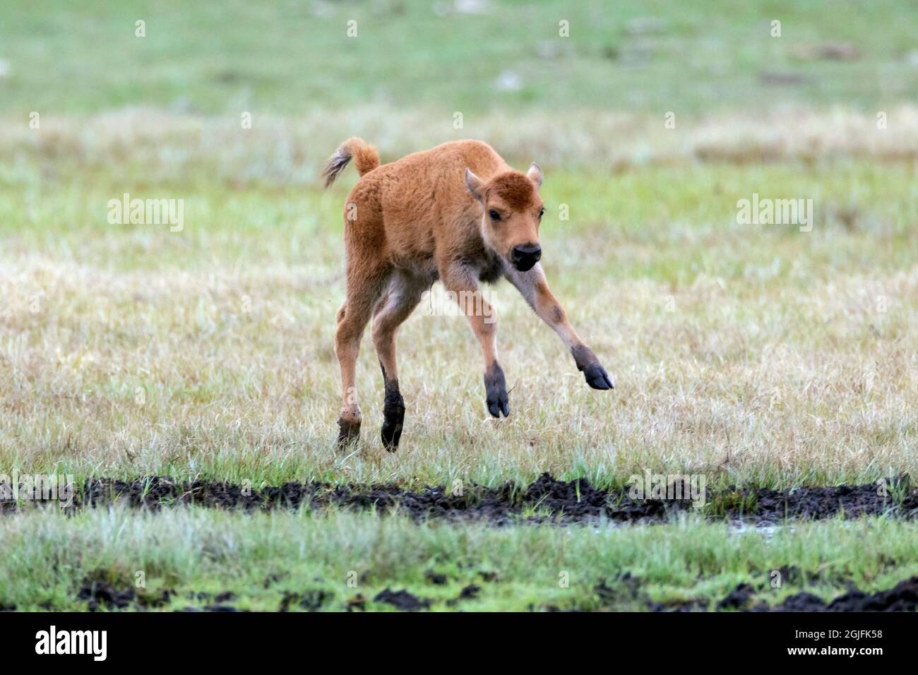 Yellowstone National Park. An American bison calf frolics to strengthen ...