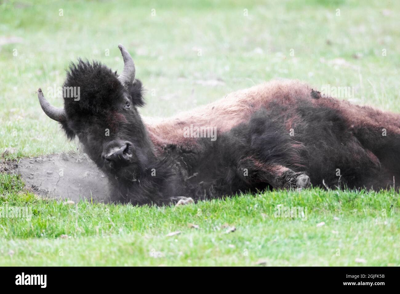 Yellowstone National Park. An American bison rolls in the dirt to help ...