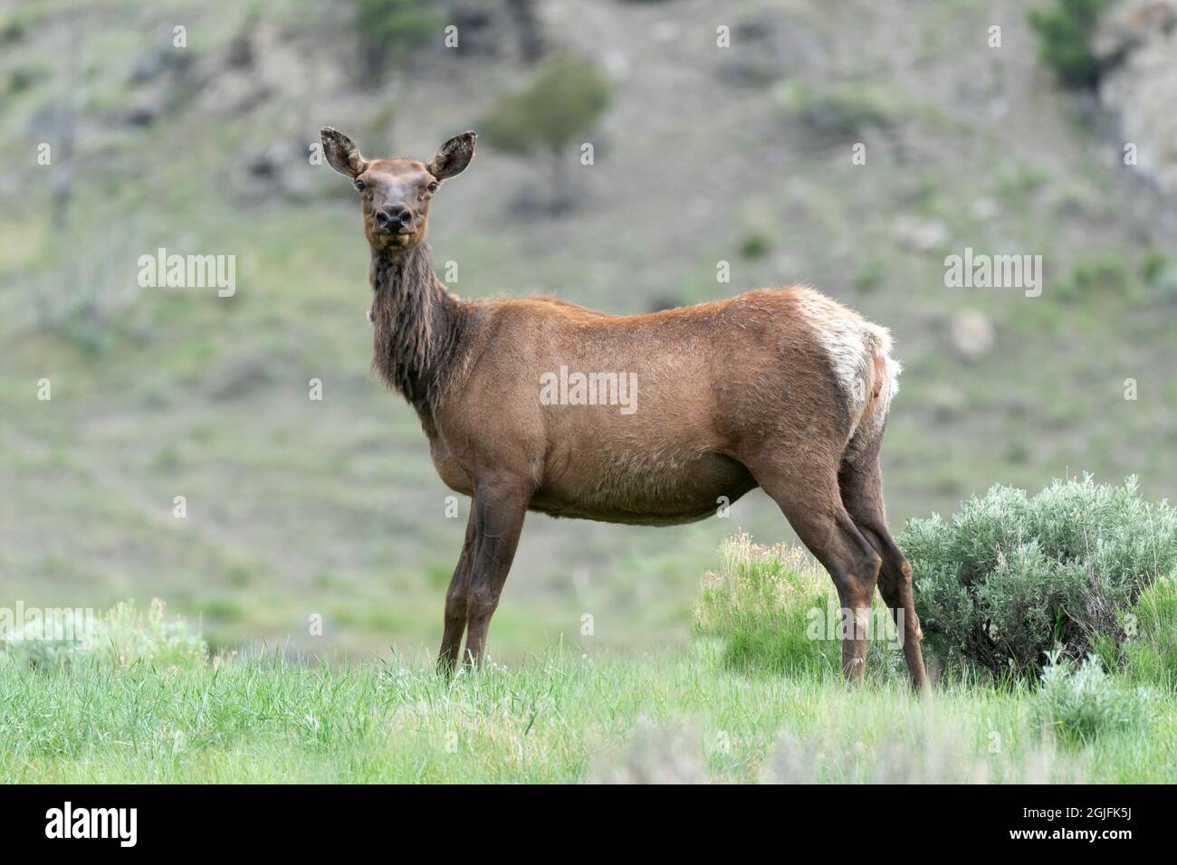 Yellowstone National Park. Portrait of an elk cow Stock Photo - Alamy