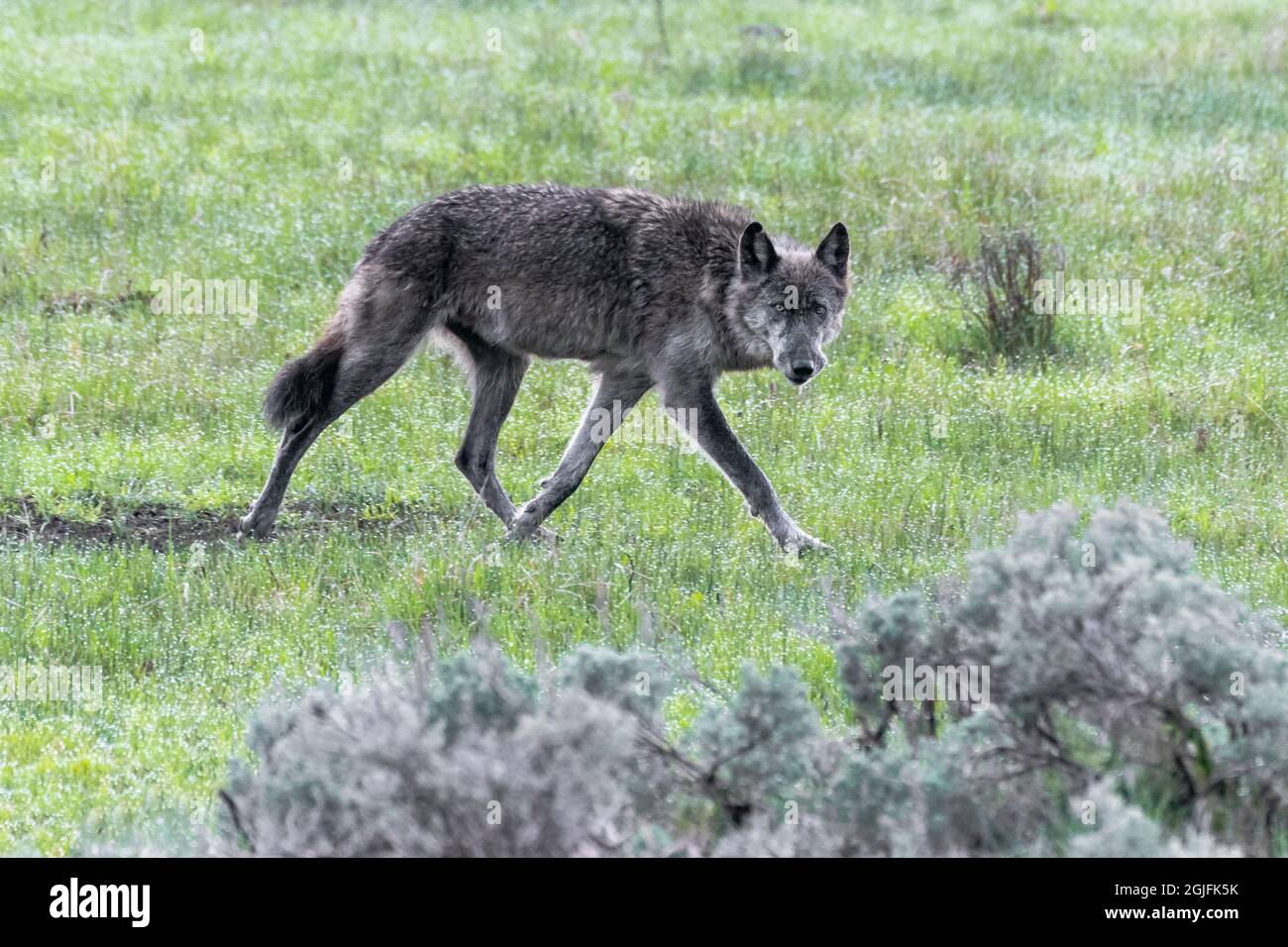 Yellowstone and lamar valley and wolf hi-res stock photography and ...