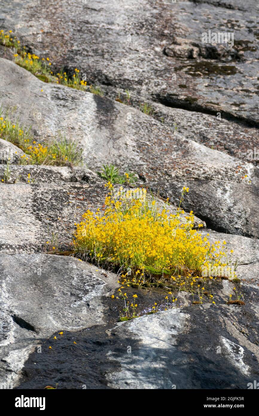 Yellowstone National Park. Small yellow flowers grow in a crack in the ...