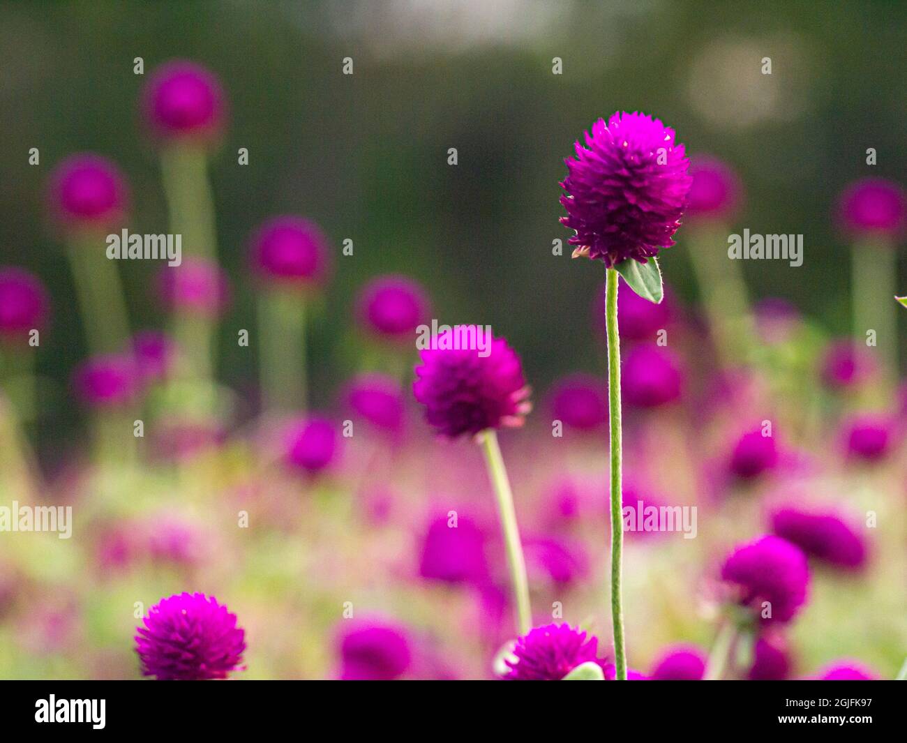 vintage background little flowers, nature beautiful, toning design ...