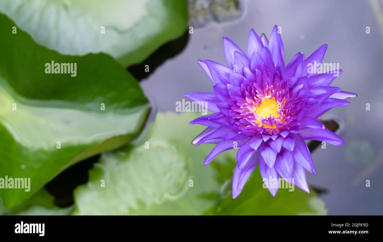 Violet lotus flowers in pond hi-res stock photography and images - Alamy
