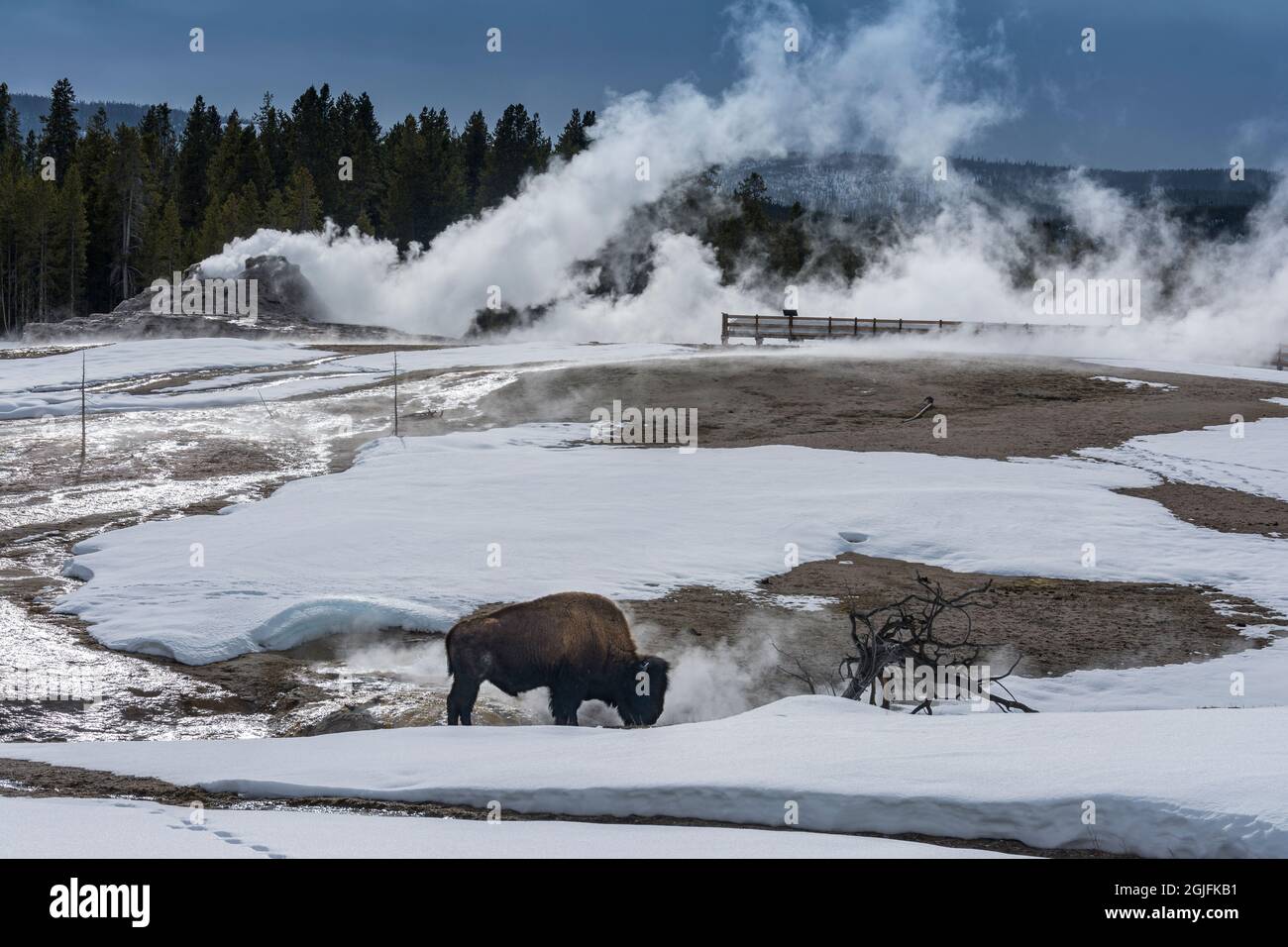 Buffalo grazing in Upper Geyser Basin with rising steam in winter ...
