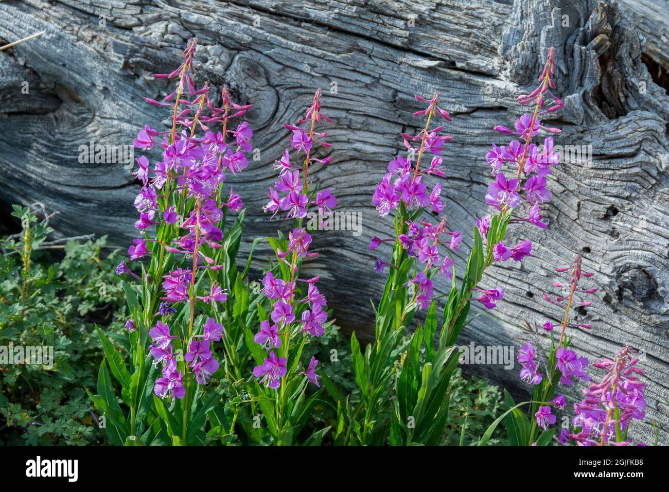 Yellowstone forest fireweed hi-res stock photography and images - Alamy