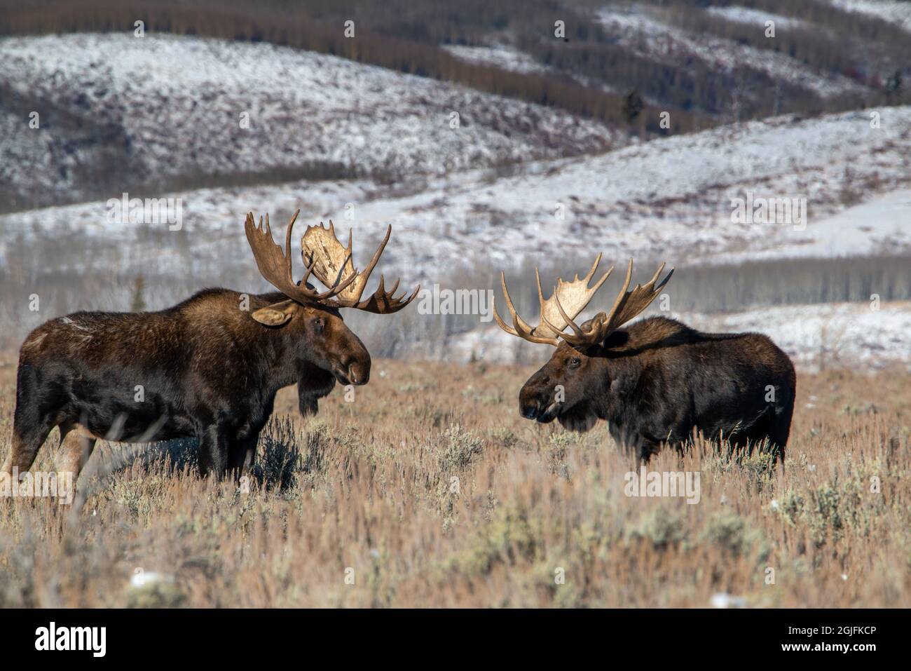 Two Bull Moose, eye contact, roam the sage brush, Grand Teton National ...