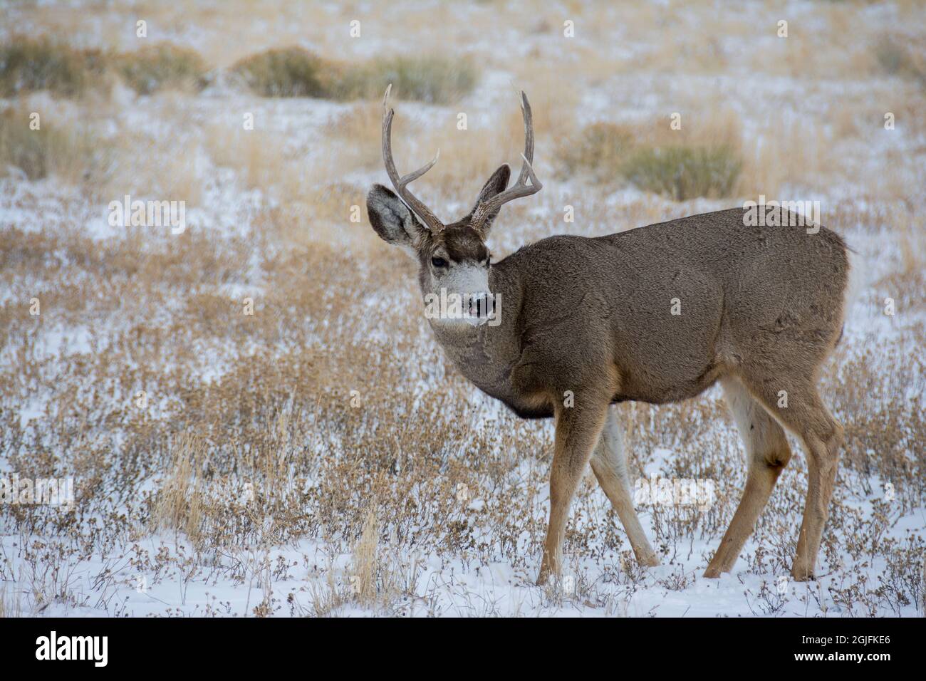 Grazing Mule Deer Buck in Winter, Wyoming Stock Photo - Alamy