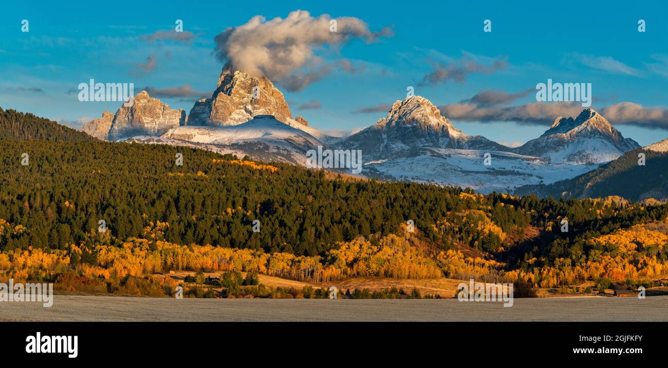 Aspen trees jackson hole wyoming hi-res stock photography and images ...