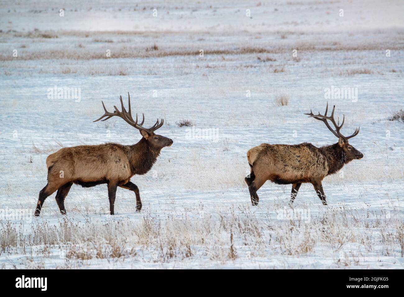 USA, Wyoming. Two bull elk in winter, National Elk Refuge, Jackson Hole ...
