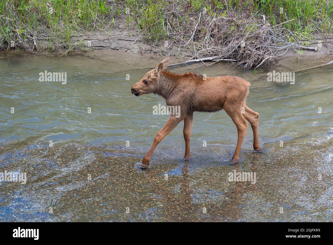 Grand Teton National Park, newborn moose calf walks in creek Stock ...