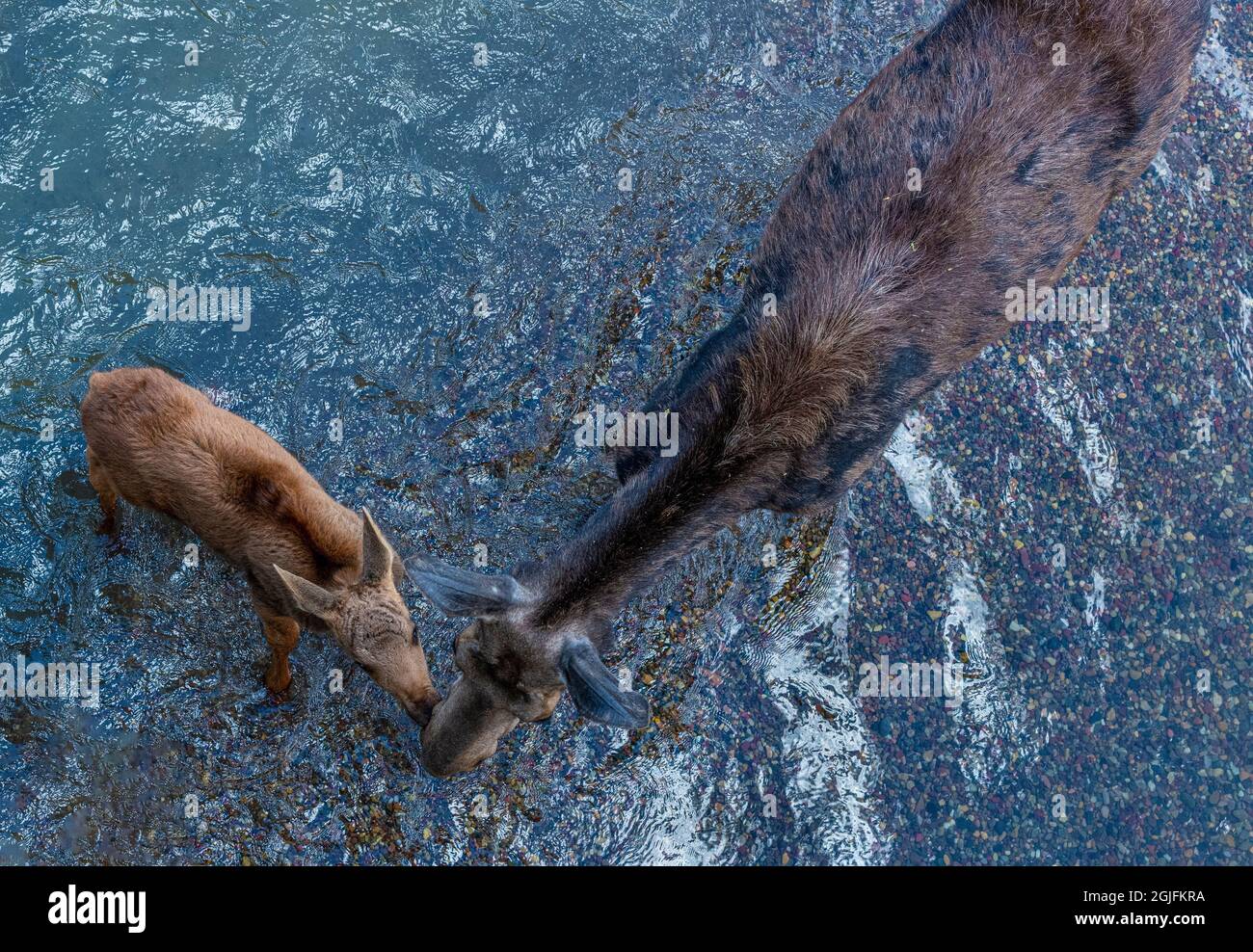 Grand Teton National Park, Newborn Moose nuzzling against mother Stock ...