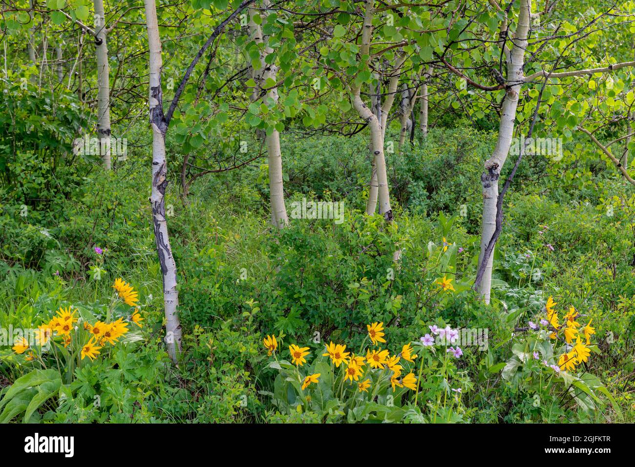Arrowleaf Balsamroot, Geraniums and Aspen trunks, Bridger-Teton ...