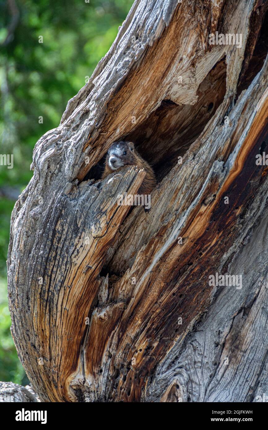 Yellow-bellied marmot finds old tree trunk for Burrow, Grand Teton ...