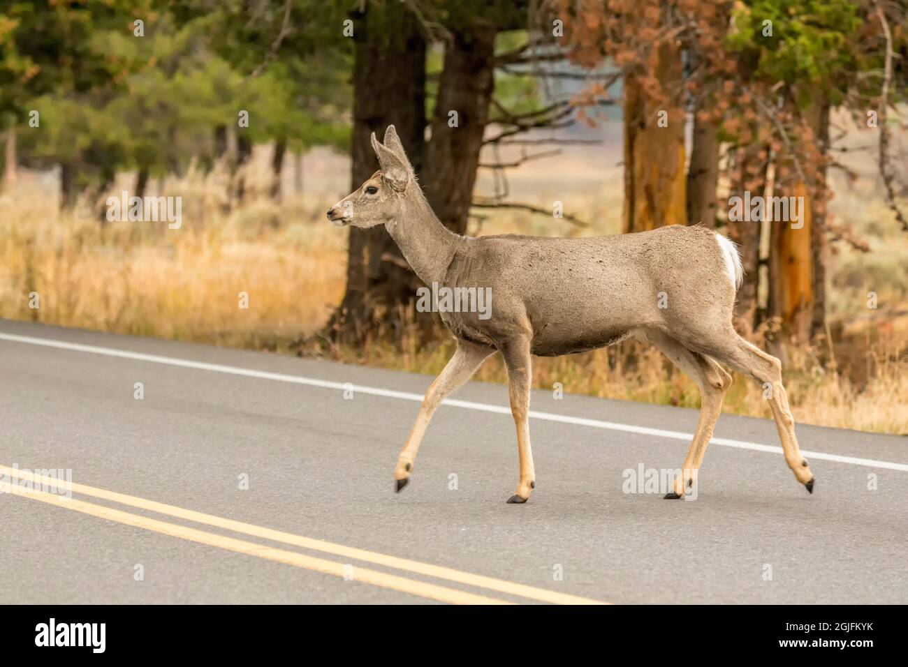 Yellowstone National Park, Wyoming, USA. Pronghorn antelope crossing a ...