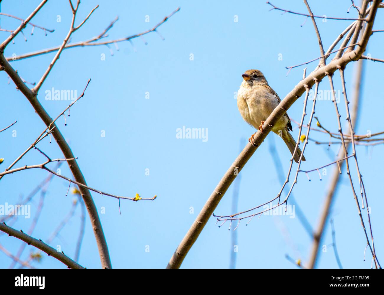 Amazonas birds hi-res stock photography and images - Alamy