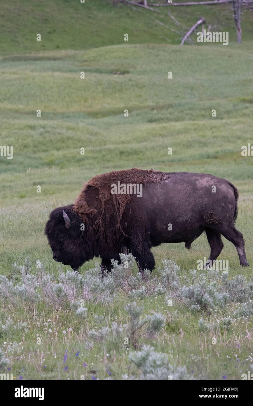 USA, Wyoming. Bison grazing, Yellowstone National Park Stock Photo - Alamy